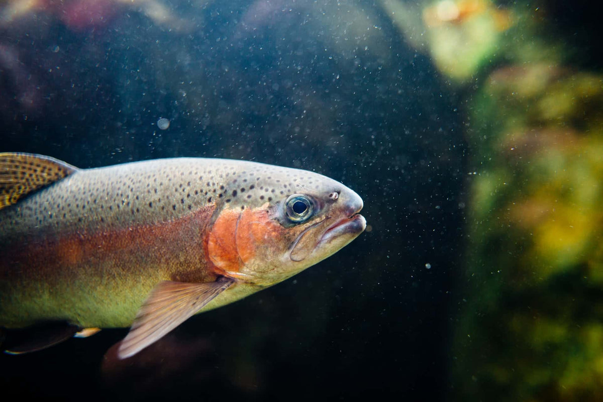 Heimischer Fisch – pitundfelix